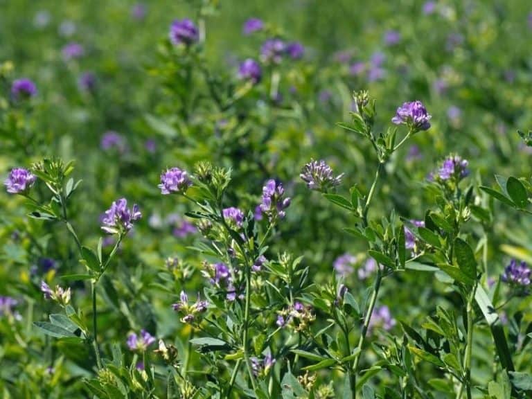 When To Plant Alfalfa - Planting Guide 2024 - Northern Nester