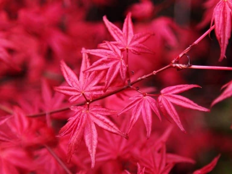 When to Plant Japanese Maple - Planting Guide 2024 - Northern Nester