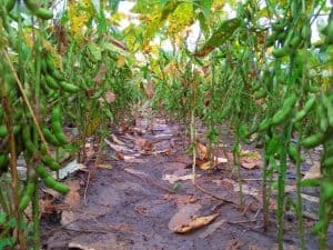 When to Plant Soybeans - Planting Guide 2024 - Northern Nester