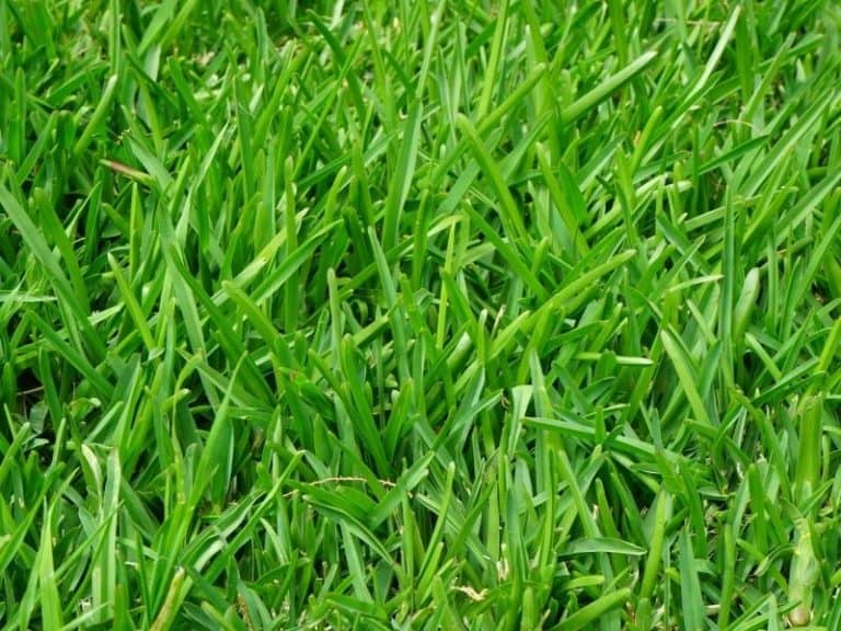 When to Plant Rye Grass - Planting Guide 2023 - Northern Nester