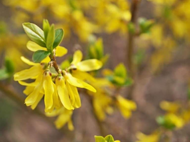 When to Plant Forsythia - Planting Guide 2024 - Northern Nester
