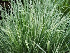 When to Plant Fescue - Planting Guide 2023 - Northern Nester