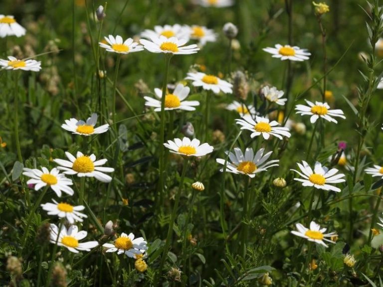 When to Plant Daisies - Planting Guide 2024 - Northern Nester