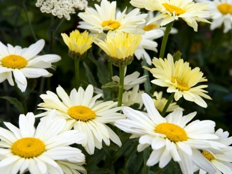 When to Plant Daisies - Planting Guide 2024 - Northern Nester