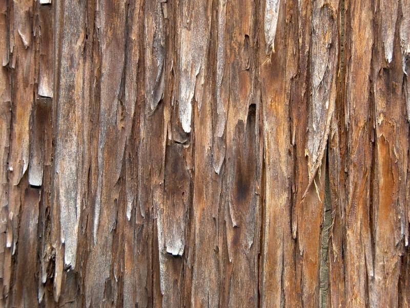 Cedar Vs Pine What s The Difference Northern Nester Cedar Vs Pine What s The Difference Northern Nester