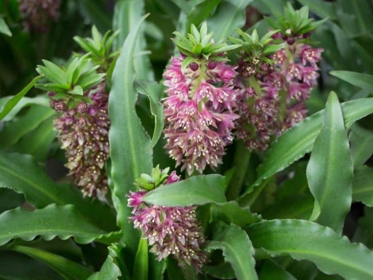 When to Plant Summer Bulbs - Planting Guide 2023 - Northern Nester