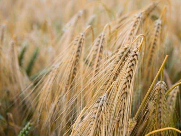 When to Plant Wheat - Planting Guide 2024 - Northern Nester