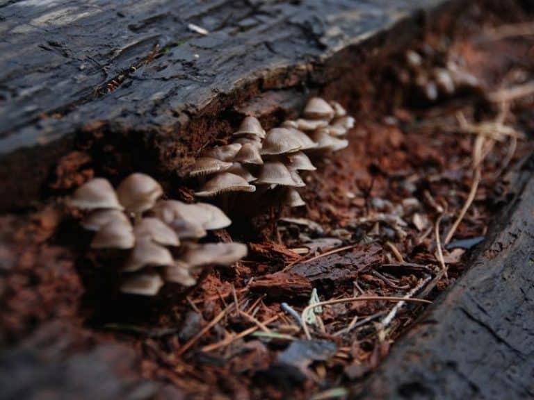 Grow Mushrooms On Logs - Garden Tips 2023 - Northern Nester
