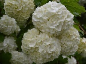 When to Plant Snowball Bush - Planting Guide 2024 - Northern Nester