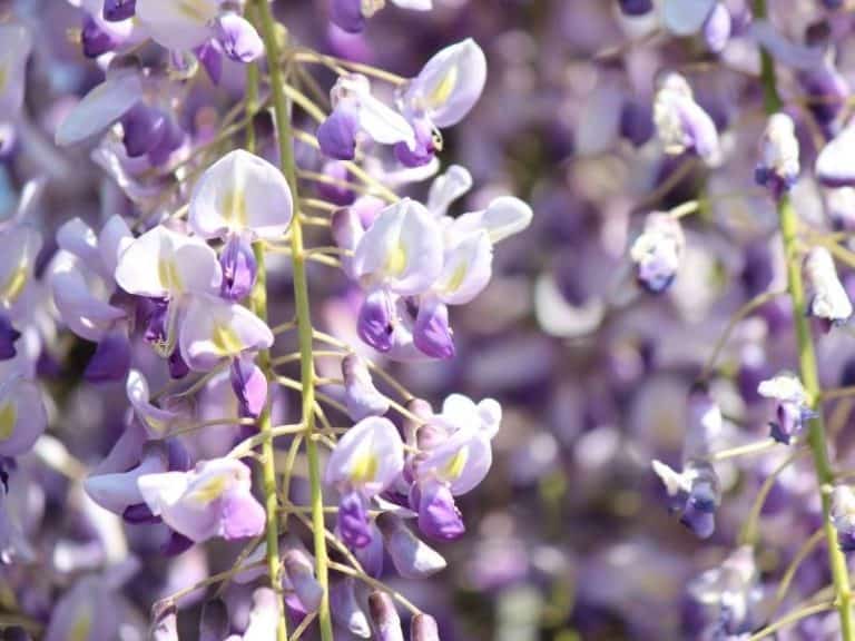 When to Plant Wisteria - Planting Guide 2024 - Northern Nester