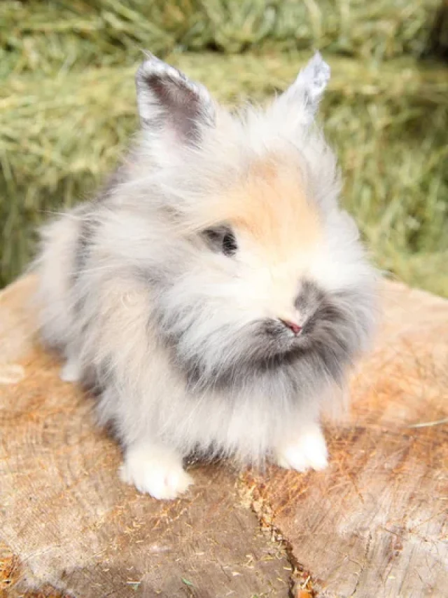 Lionhead Rabbits Complete Guide To Care Lifespan Breed Info And Lionhead Rabbits Complete Guide To Care Lifespan Breed Info And