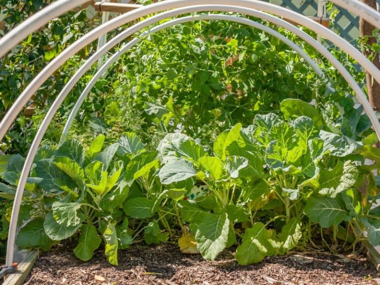 Benefits of Owning a Hoop House - Garden Tips 2024 - Northern Nester
