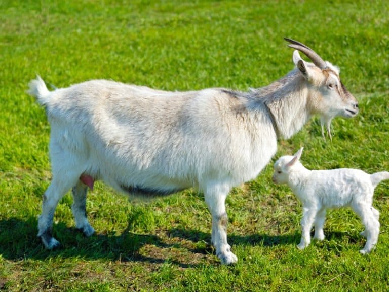 Goat Life Expectancy - How Long Do Goats Live? - Northern Nester