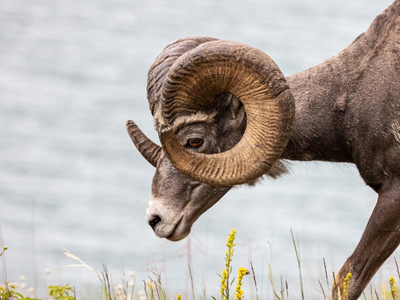 Difference Between A Goat And A Ram Northern Nester