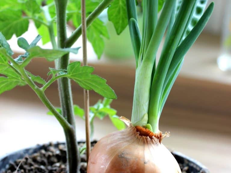 Growing Onions Indoors - Garden Tips 2024 - Northern Nester