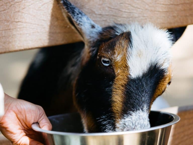 Can Goats Eat Chocolate? - Northern Nester