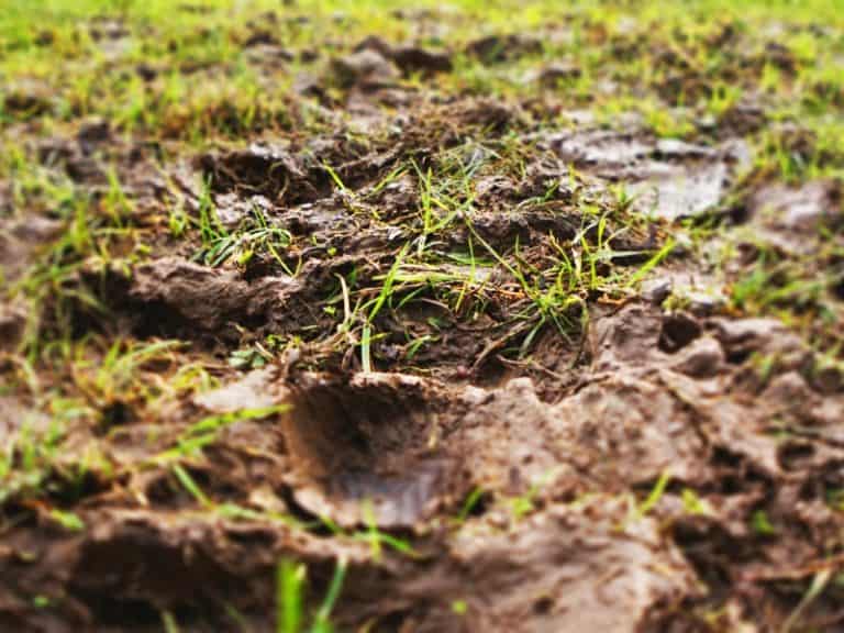 Prevent Walked On Grass Turning To Mud In Winter - Garden Tips 2024 ...
