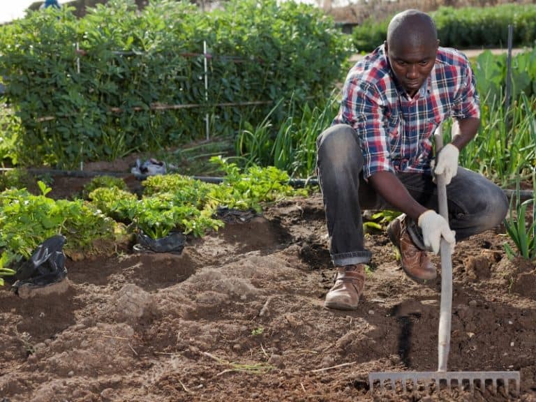 Till Vs. No-Till Gardening: Which is best? - Garden Tips 2024 ...