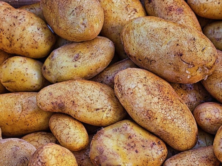 What Potato Varieties are Blight Resistant? Garden Tips 2024 - Northern ...