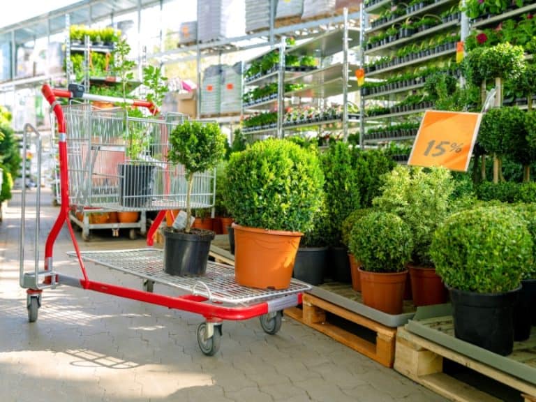 Why Do Store-Bought Plants Die So Quickly? Garden Tips 2024 - Northern ...