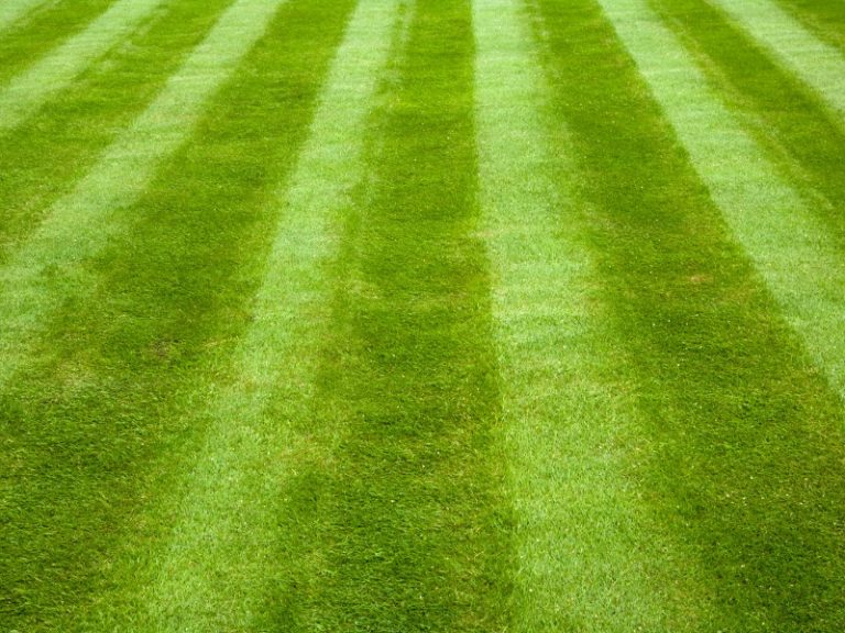 How to Stripe Your Lawn - Garden Tips 2024 - Northern Nester