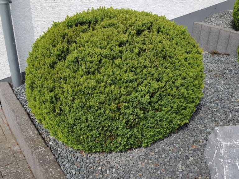 How Far Apart To Plant Boxwoods? - Northern Nester