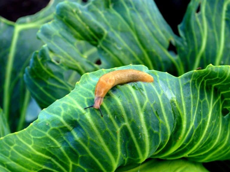 How to Get Rid of Slugs in Garden - Garden Tips 2023 - Northern Nester
