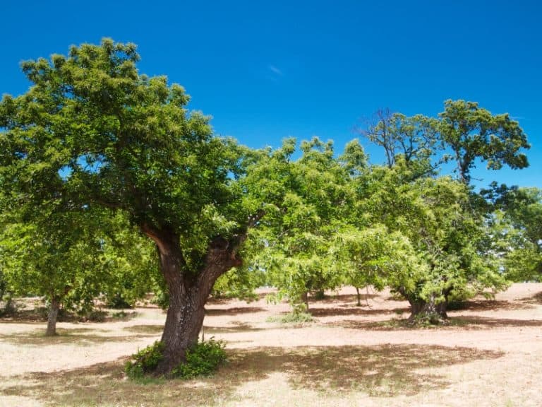 Tree with Green balls - Garden Tips 2024 - Northern Nester
