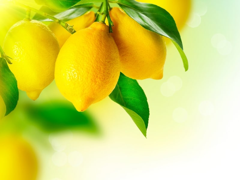 Lemon Tree Growth Stages: A Detailed Guide - Northern Nester
