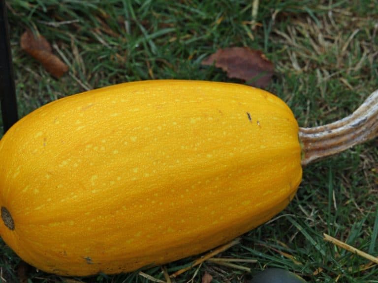 Spaghetti Squash Growing Stages: Detailed Guide - Northern Nester