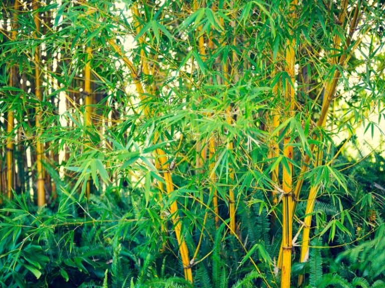 How Often to Water Bamboo: A Comprehensive Guide - Northern Nester