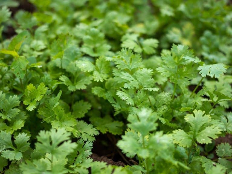 How Often to Water Cilantro: A Comprehensive Guide - Northern Nester