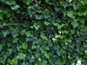 How Often to Water Ivy: A Guide to Keeping Your Plant Healthy ...
