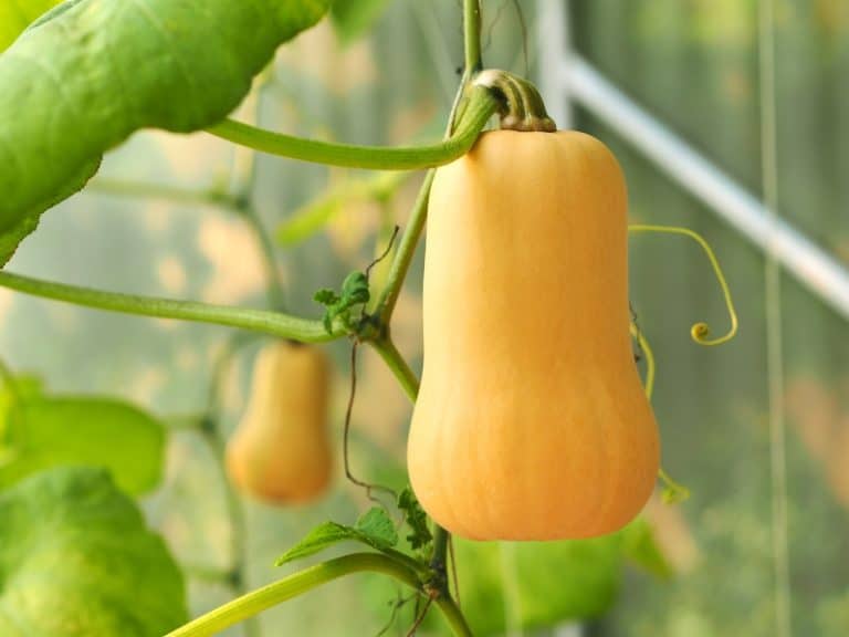 How Often to Water Squash: A Guide to Proper Watering Techniques ...