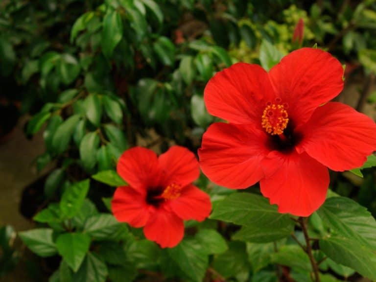 How Often to Water Hibiscus: A Guide for Healthy Growth - Northern Nester