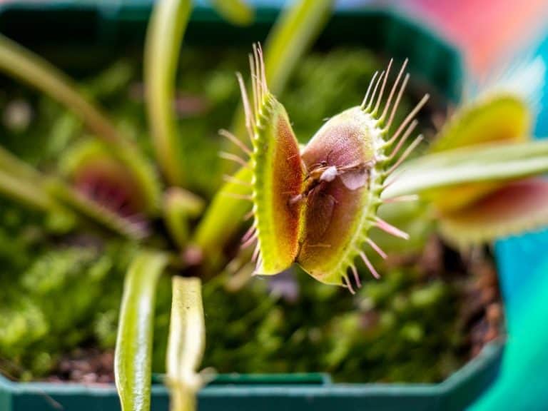 How Often to Water a Venus Fly Trap: Expert Tips and Guidelines ...