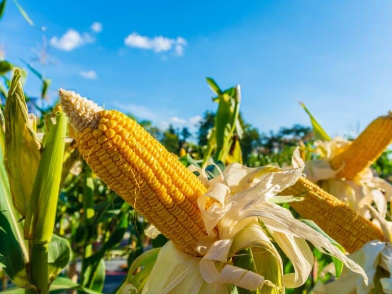 How Often to Water Corn Plant: Expert Recommendations - Northern Nester